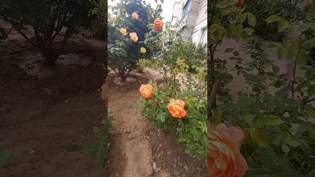 ?  розы возле дома, клумба