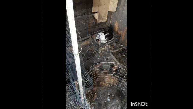 ПроРемонт.Реконструкция сарая для птицы.Фильм1.mp4