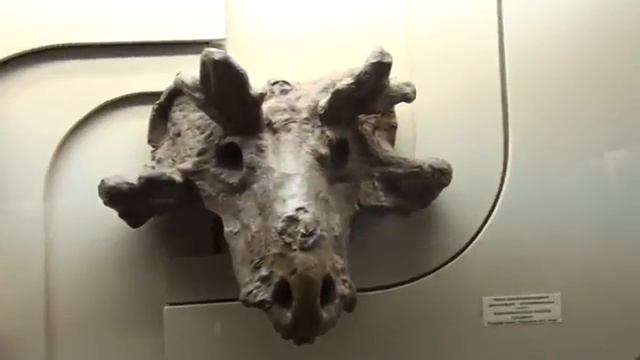 Палеонтологический музей  . Александр Белов.mp4