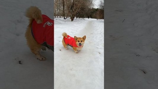 Выходные - они для игр с корги. Особенно, если выходные длинные, праздничные