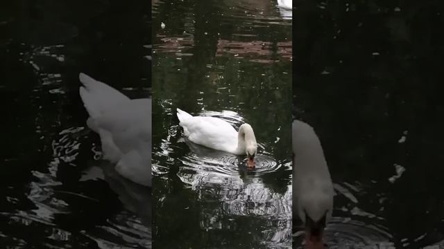 А белый лебедь на пруду...