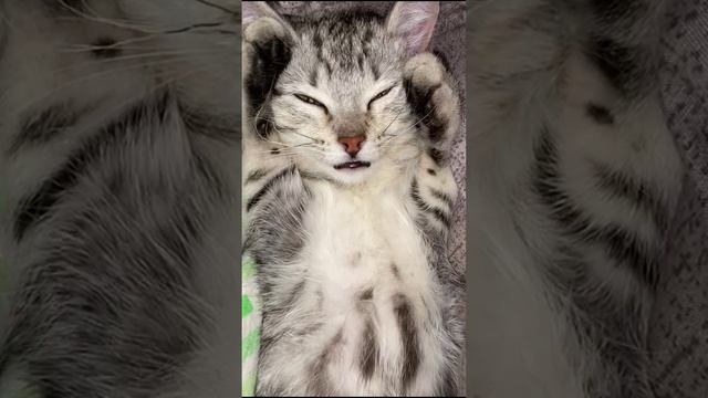 Массаж для кошечки