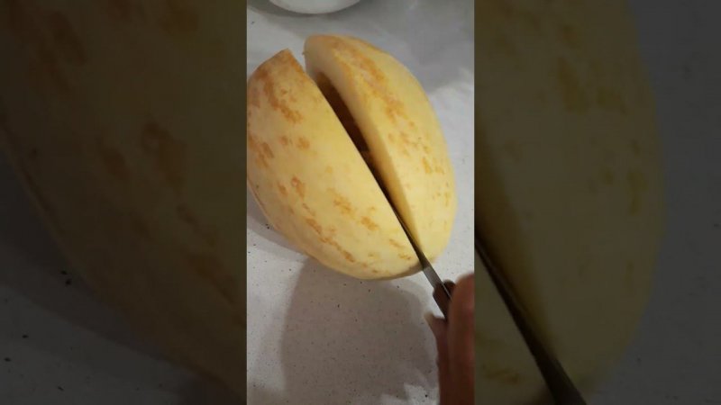 Дыня Торпеда в теплице. Созрела или нет?