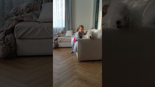 Пудель поёт. Питомник Атами.