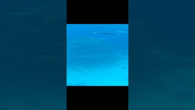 Красное море, Египет , Шарм , Шарм эль ШЕйх