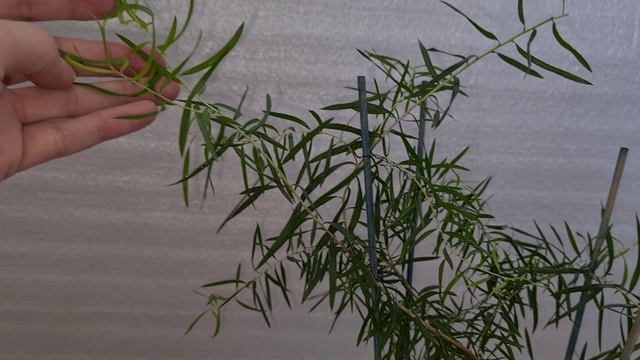 Мелалеука СП 7