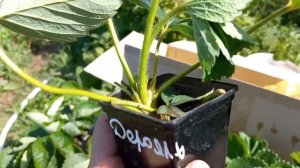 Готовлю рассаду клубники на продажу.