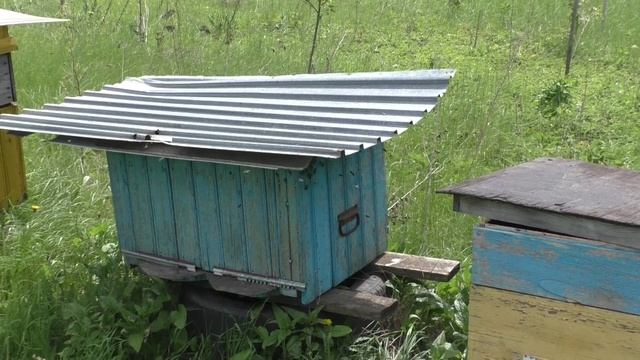 В середине мая рой вселился в пустой улей.