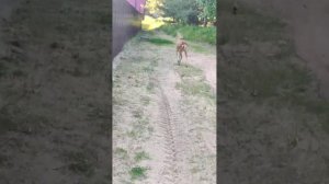 Фотоохота во дворе