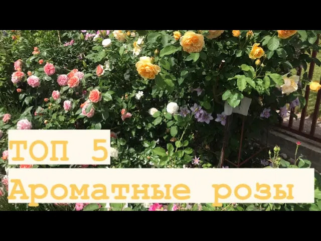 ТОП 5 ароматных роз в саду ?.mp4