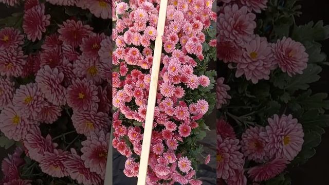 Каскадная хризантема длиною 1 метр!    Продаём черенки каскадной хризантемы. www.хризантема.su