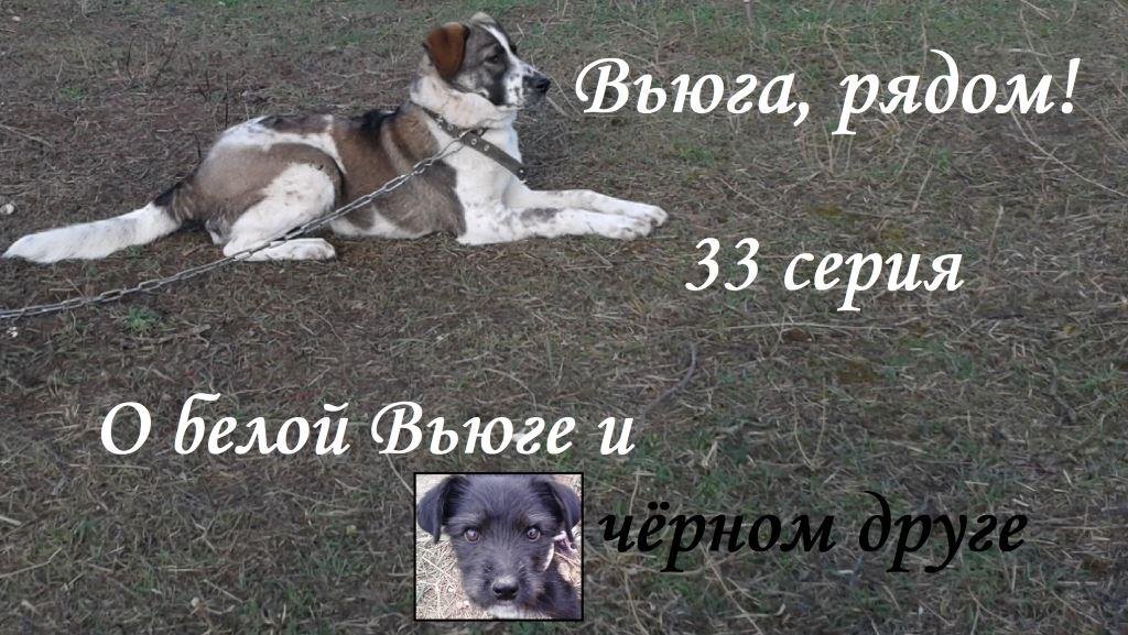 "Вьюга, рядом!" 33 серия "О белой Вьюге и чёрном друге"   dub