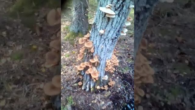 Опята в Беларуси.