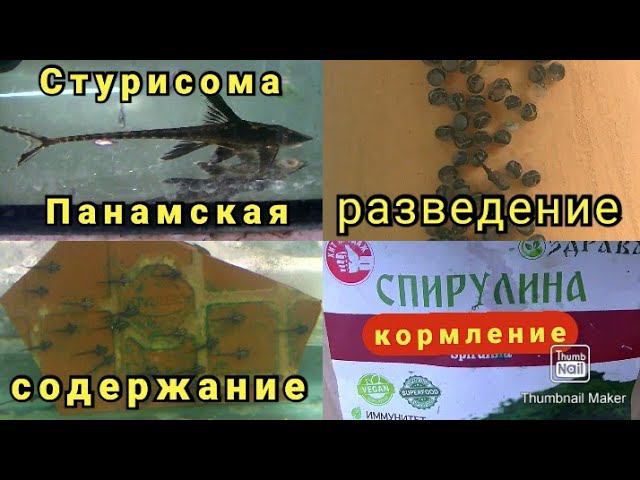 Как я сомиков развожу, кормлю и содержу