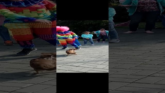 Шоу собак Новосибирск
