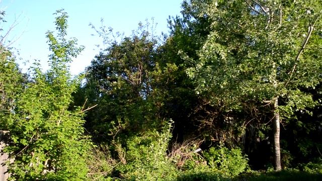 Глушковские напевы Курского соловья.