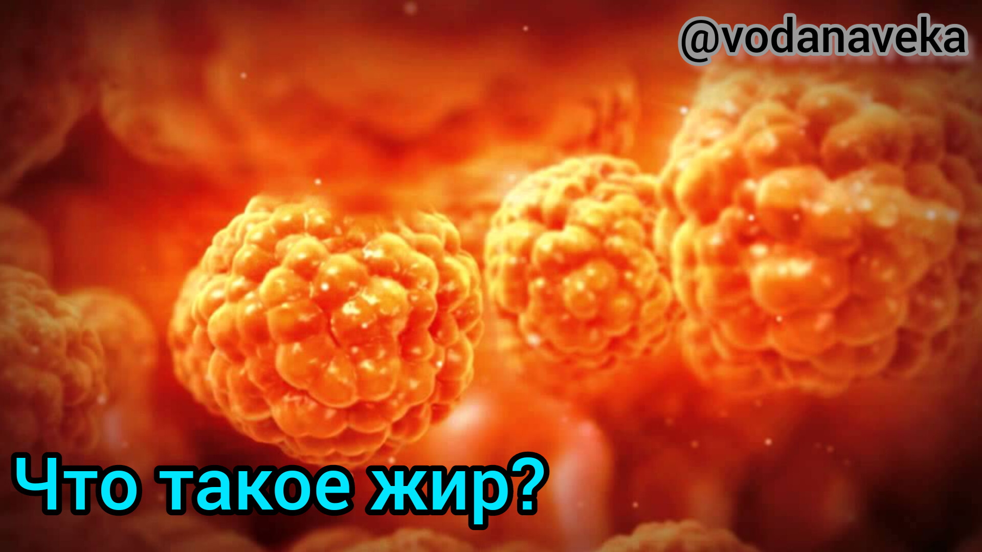 Что такое жир?