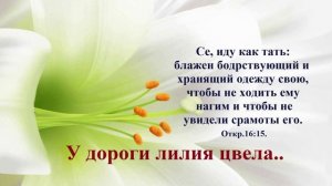У дороги лилия цвела..