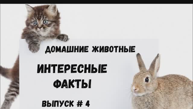 Интересные факты. Домашние животные. Выпуск 4