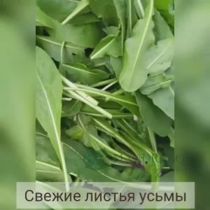 Усьма (вайда красильная). Как на самом деле выглядят листья усьмы!