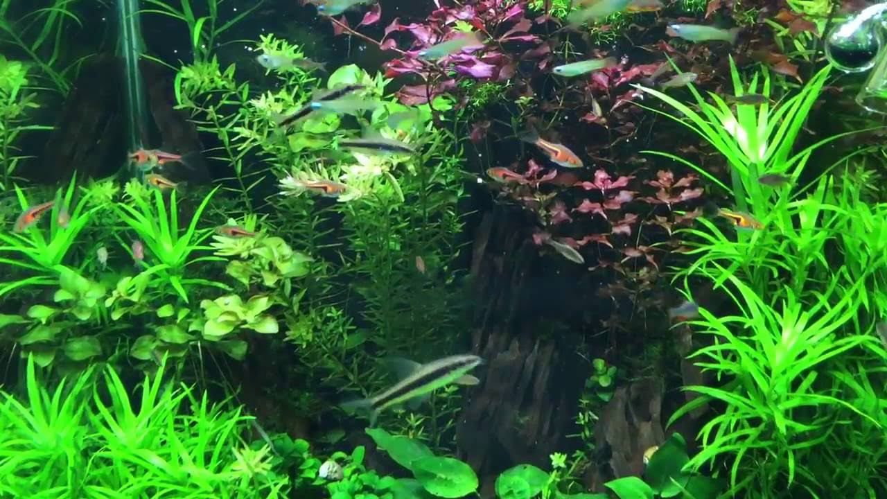Fish feeding