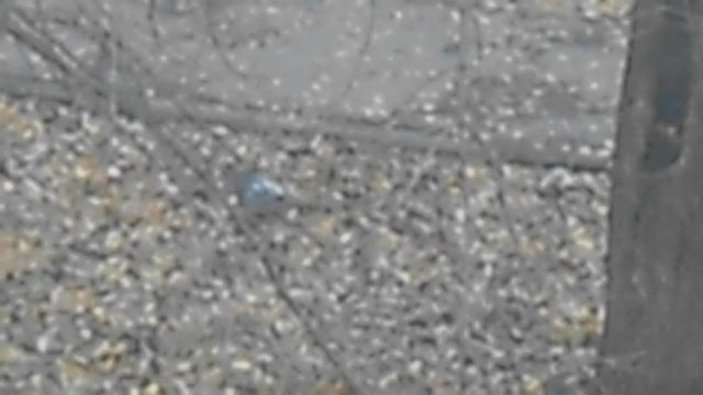 Одинокий голубь 54664321858 DSCN4906