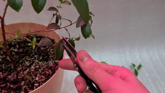 Зеленый крупнолист. 8