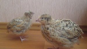 Манчжурские перепела