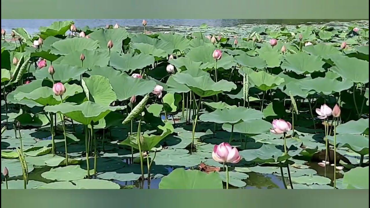ЛОТОСЫ . Озеро лотосов .