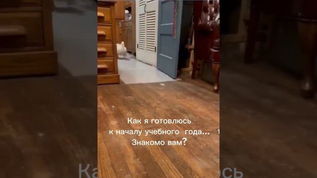Начало учебного года... знакомо?
Помощь к ОГЭ и ЕГЭ в моем ТГ-канале https://t.me/russkij_s_eksperto