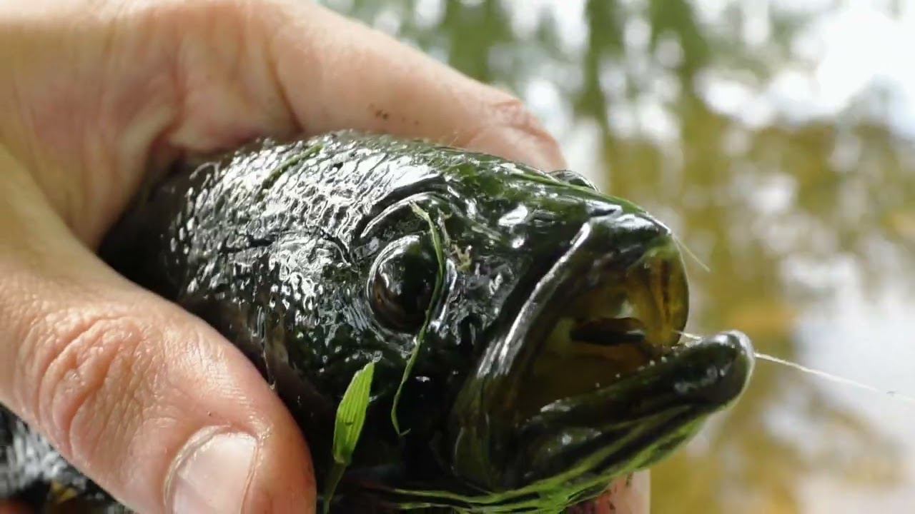 Ротан на мормышинг