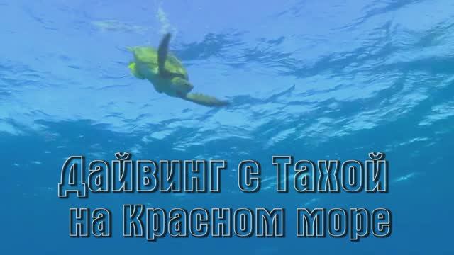 Хургада. Дайвинг с Тахой (insta_mix) - 6.mp4