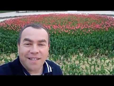 Андрей Гузь. Стихотворение "Тюльпаны в Июне".
