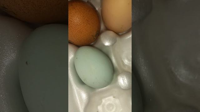 Голубое куриное яйцо