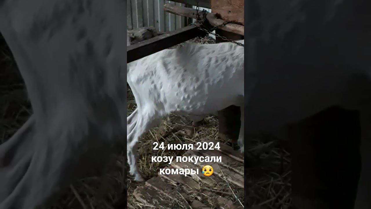 нашествие комаров