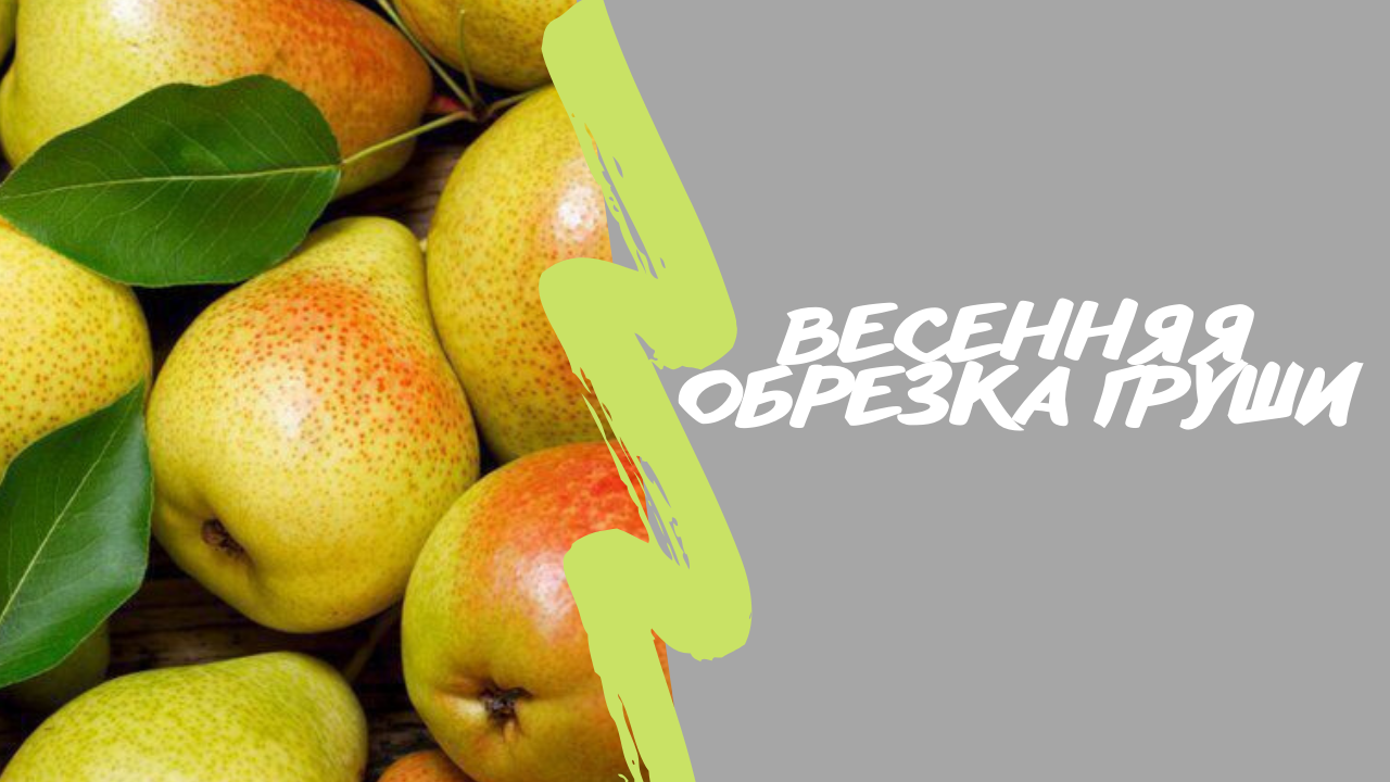 Весенняя обрезка груши?в Подмосковье. Сорта: Москвичка и Просто Мария.
