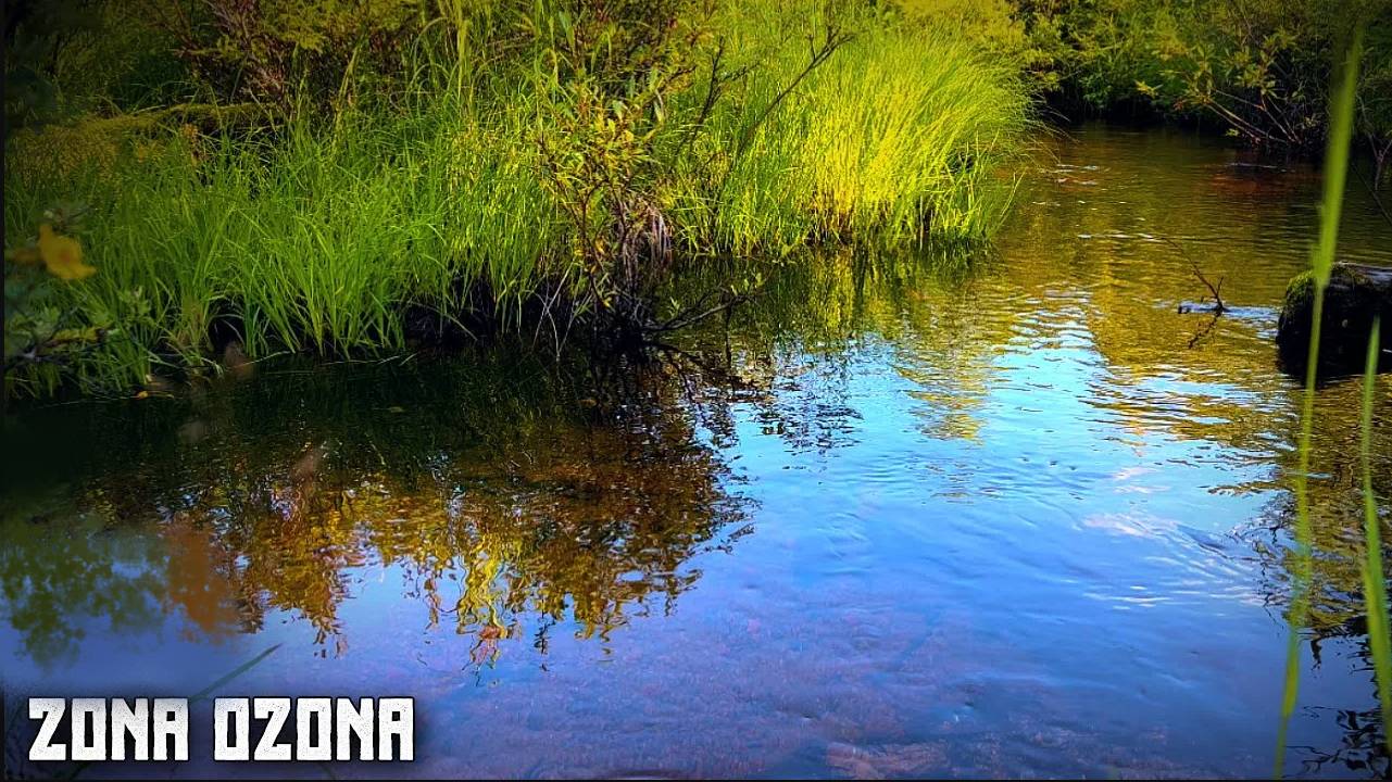 Успокаивающий звук ручья и пение птиц. Летний вечер в лесу