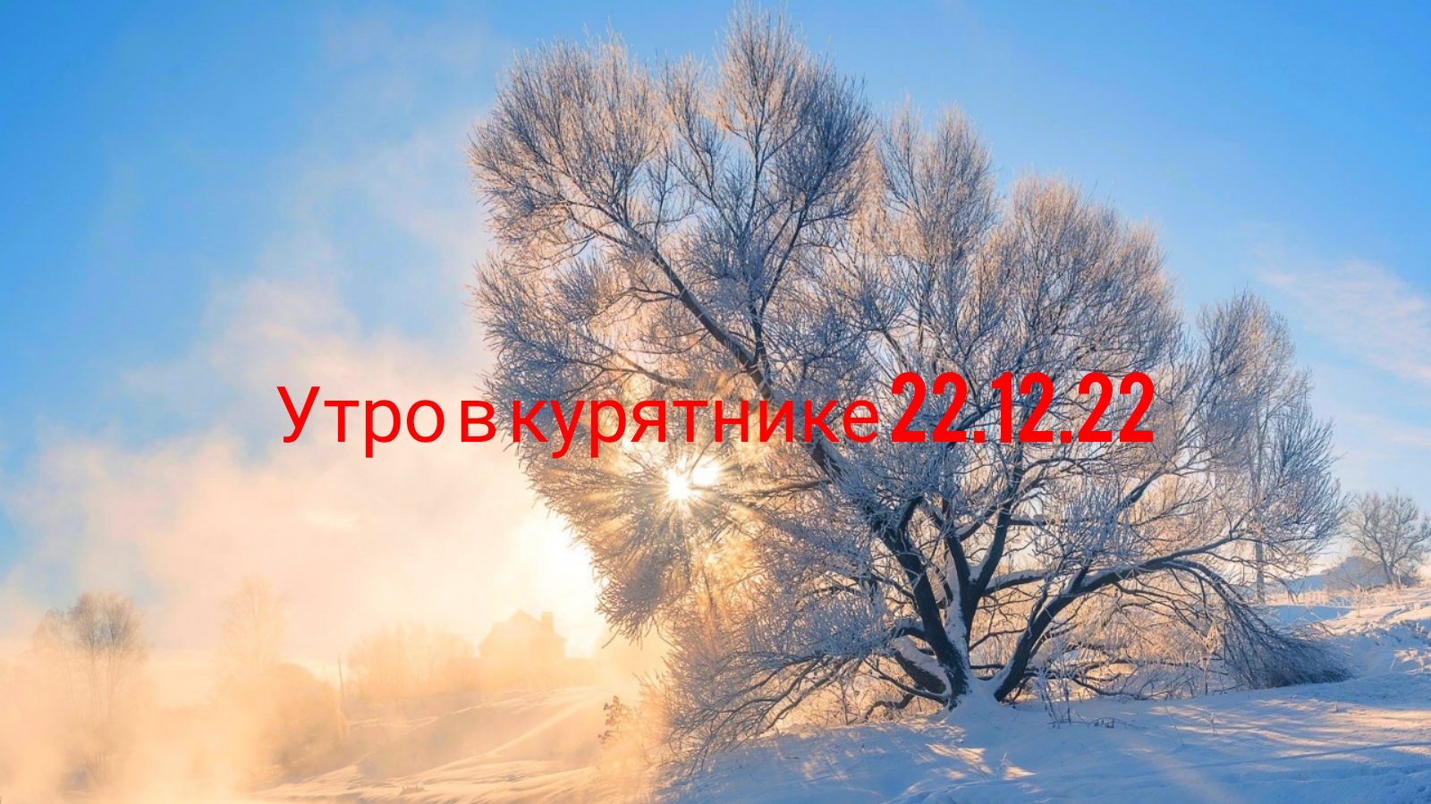 Утро в курятнике 22.12.22 г