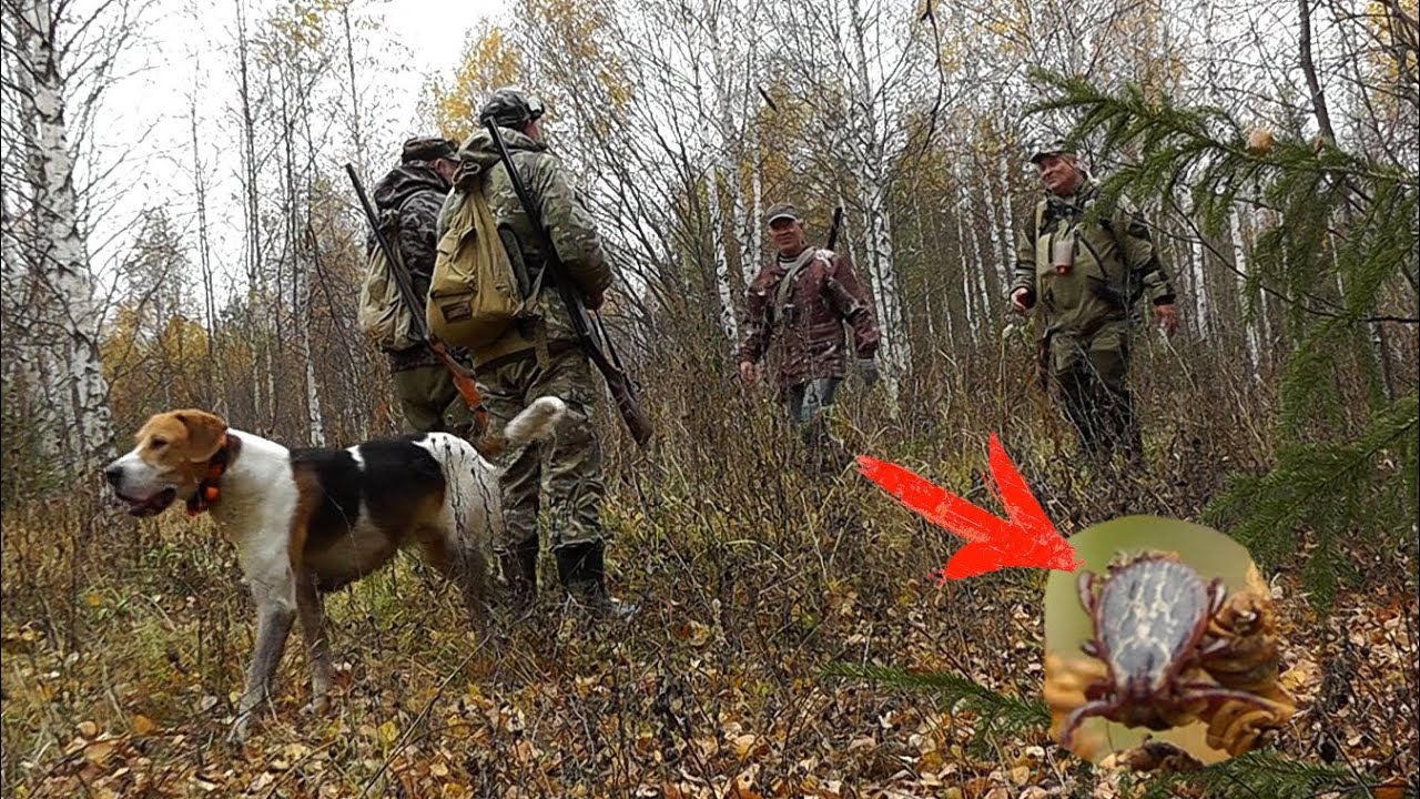 Первые ПРОМАХИ! ВСТРЕЧА в лесу! Рассказы БЫВАЛЫХ! Нашествие КЛЕЩЕЙ! Охота на ЗАЙЦА! Сезон 2021-2022г