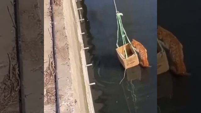 Операция по спасению котенка.mp4