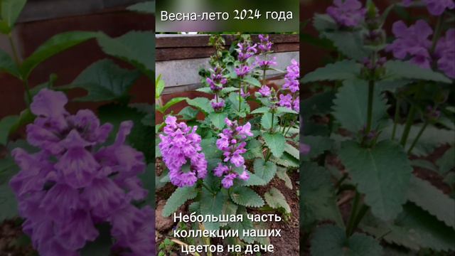 Цветы 2024