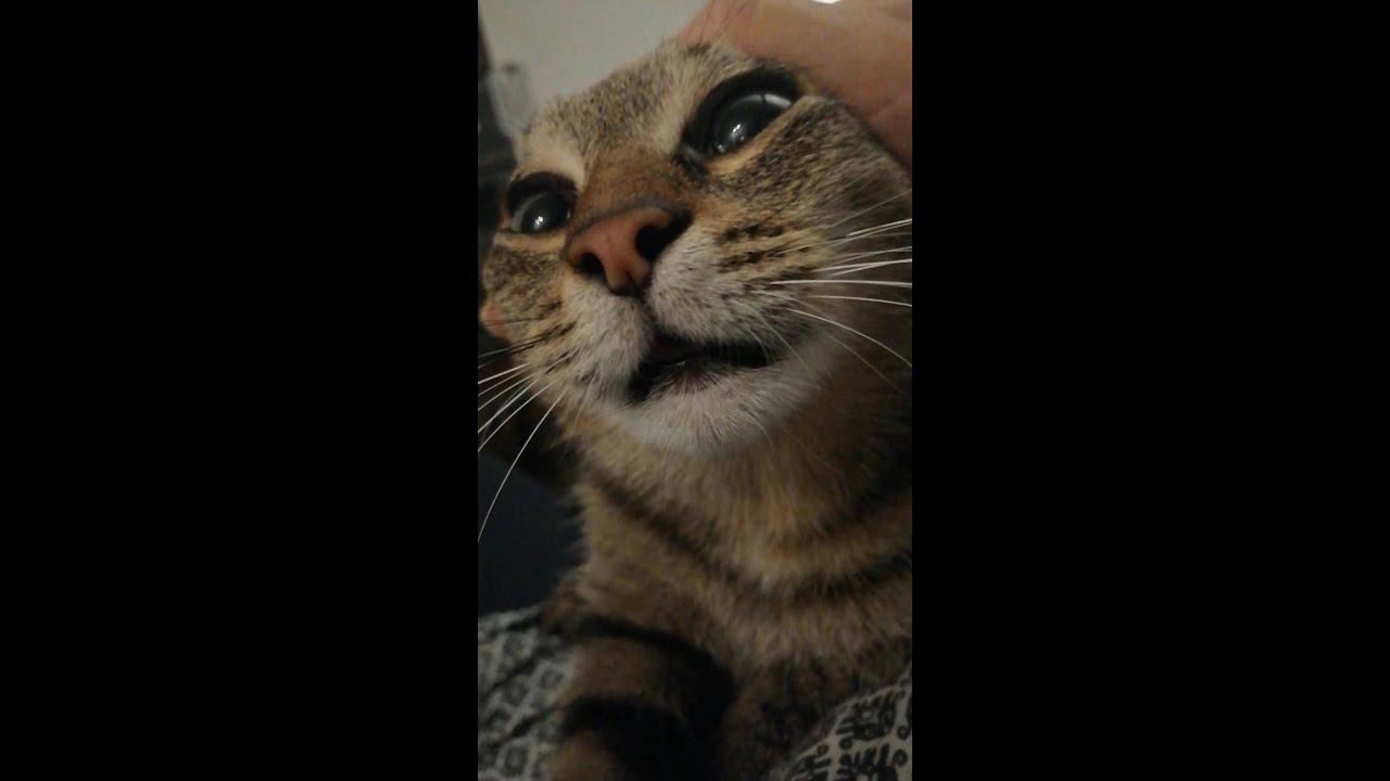 Звуки муррррр...кошкатерапия❤️