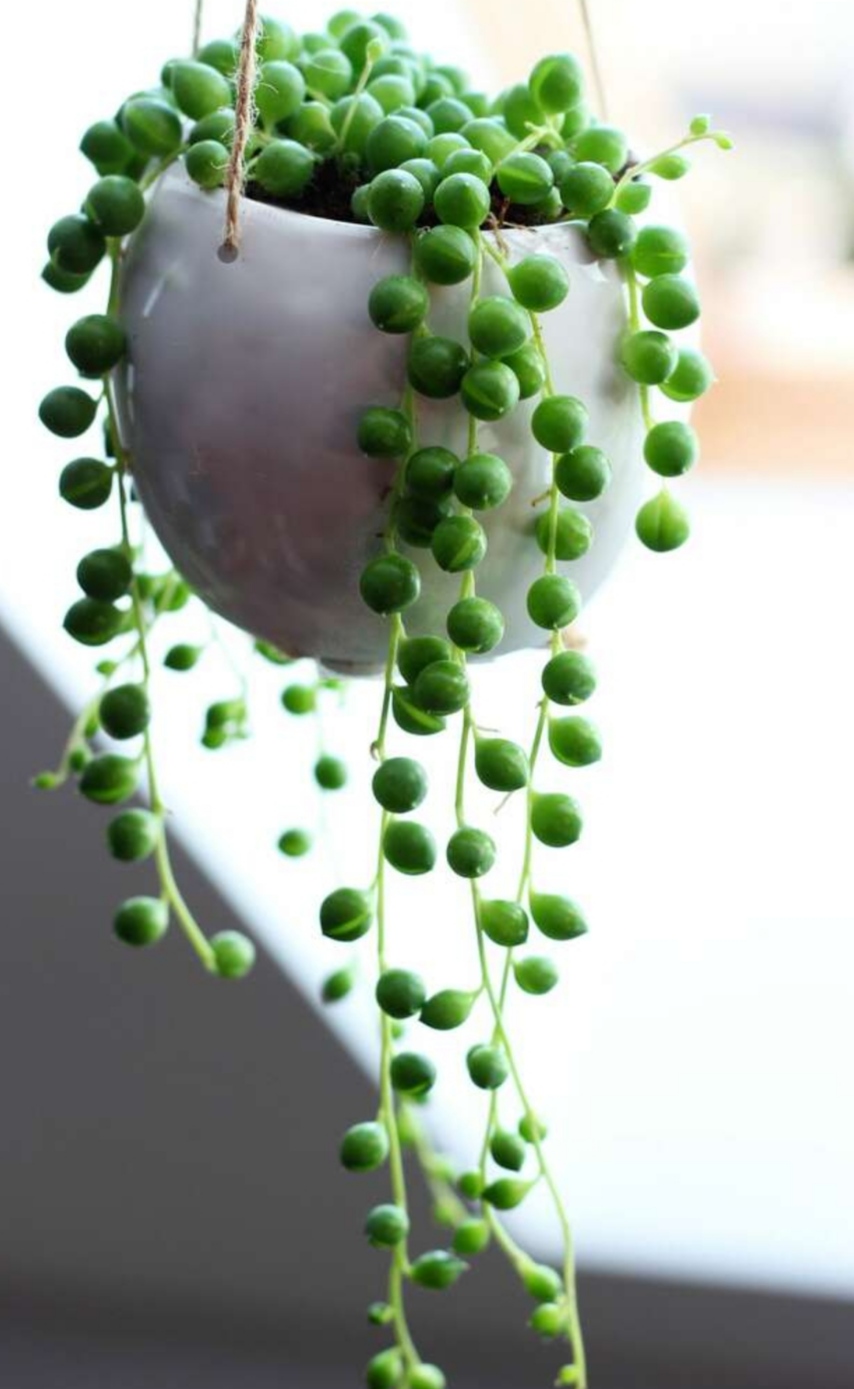 Как укоренить крестовник Роули.