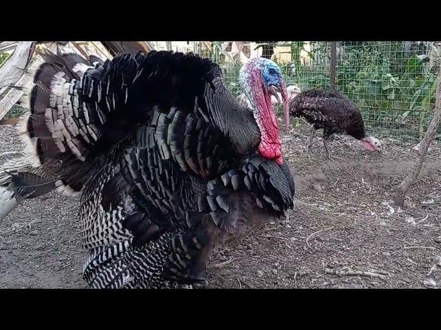 Сколько лет держать индюков на племя