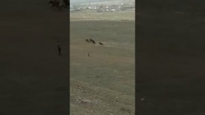 Кок боору доболудо