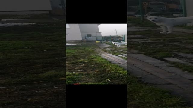 Алабайка умница - сама о себе позаботились #питомникшилеле #shorst