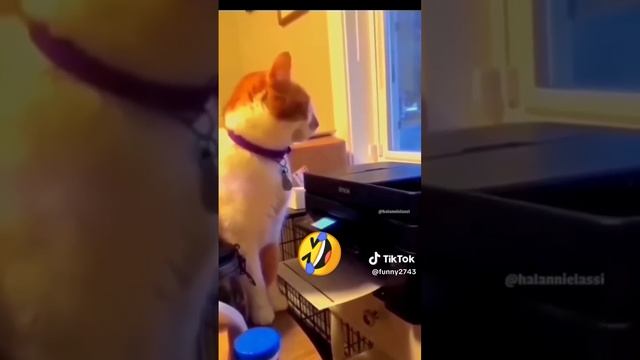 Смех до слез 😹