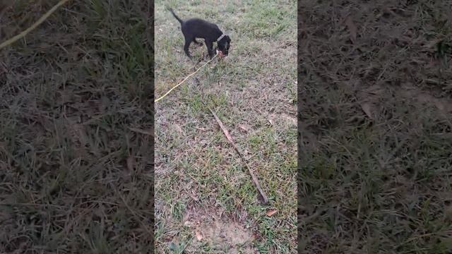 rip the duck dog