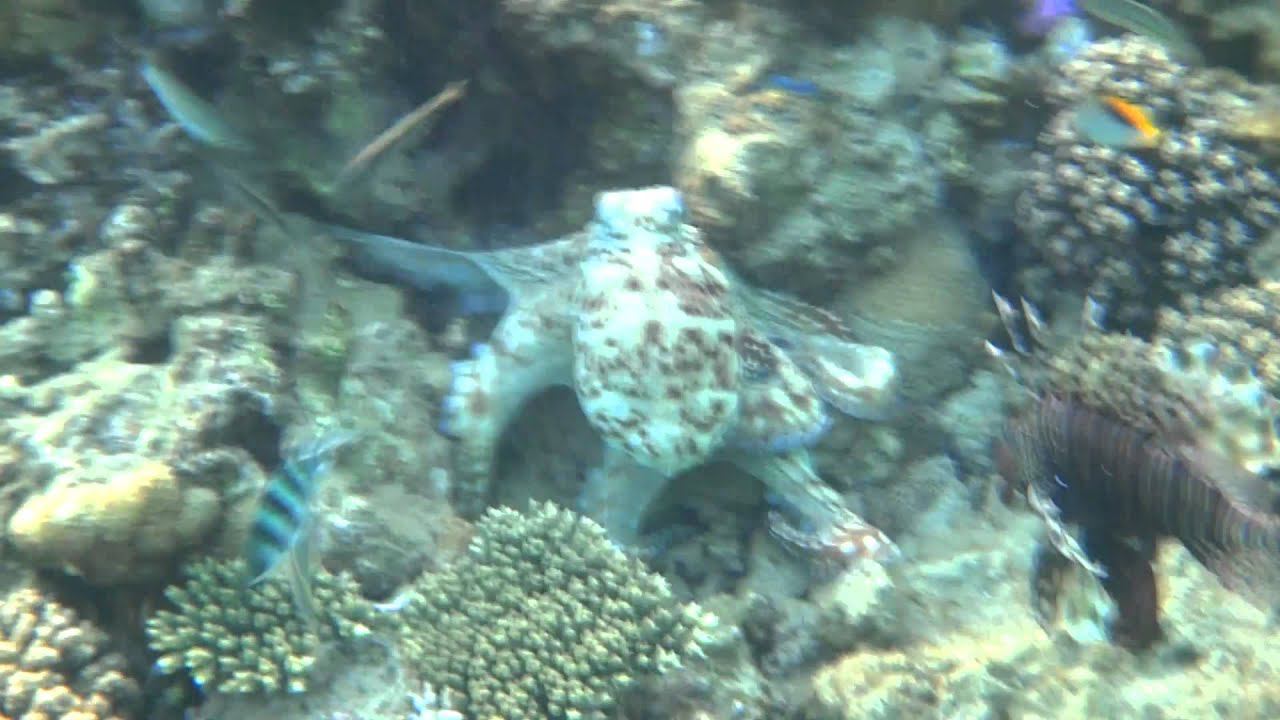 Red Sea, март 2012