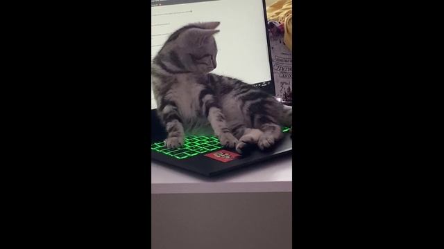 Боня и ноутбук